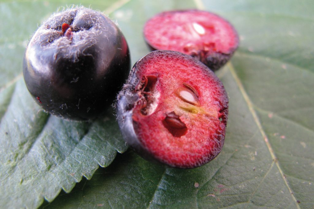 Aronia, die geschmackvolle Gesundheitsbeere - Top Gesundheitsforum